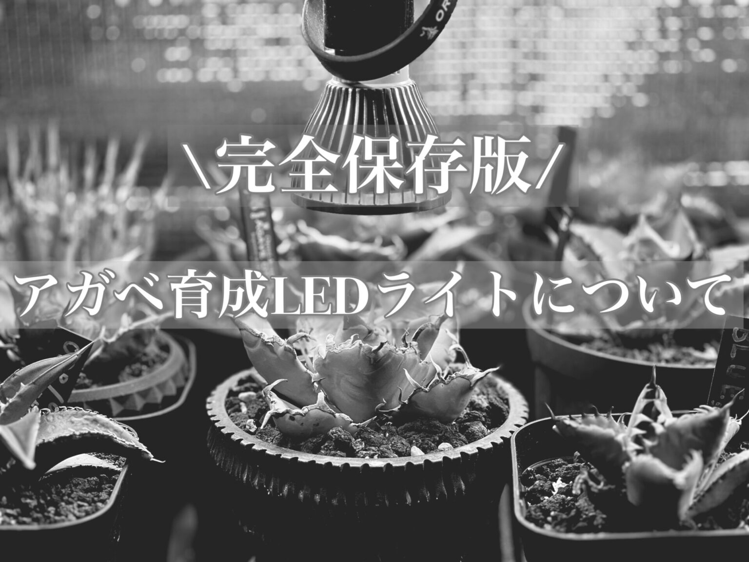 2025年最新完全保存版：アガベ育成用LEDライトについて/塊根/ビカクシダのも使用可能 | BEAT GARDEN 〜Agave育成研究所〜