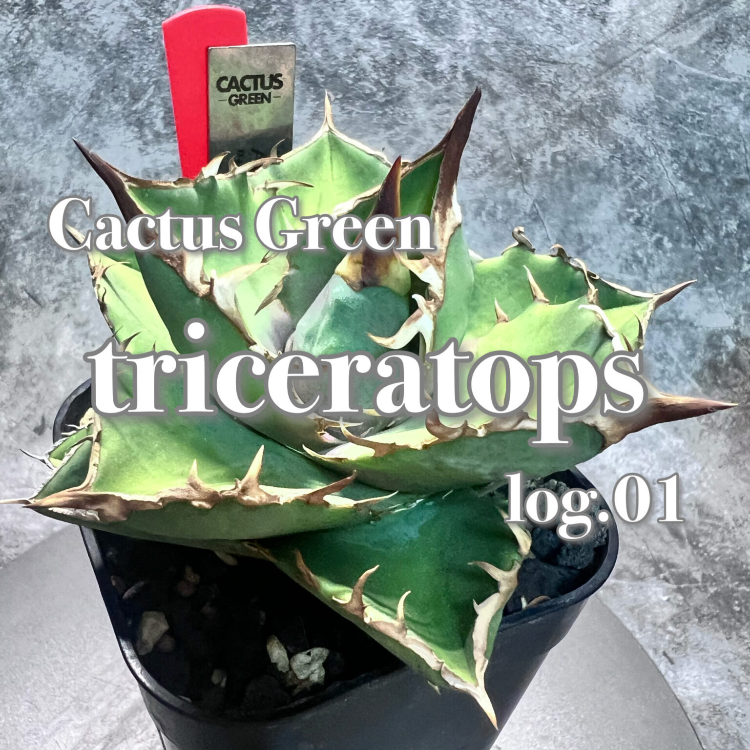 log.1 トリケラトプス/Triceratops cactusGreen | BEAT GARDEN 〜Agave育成研究所〜